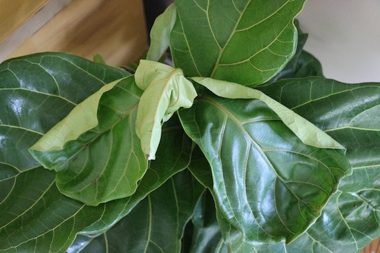 Tips & Tricks for Growing a Fiddle Leaf Fig Tree